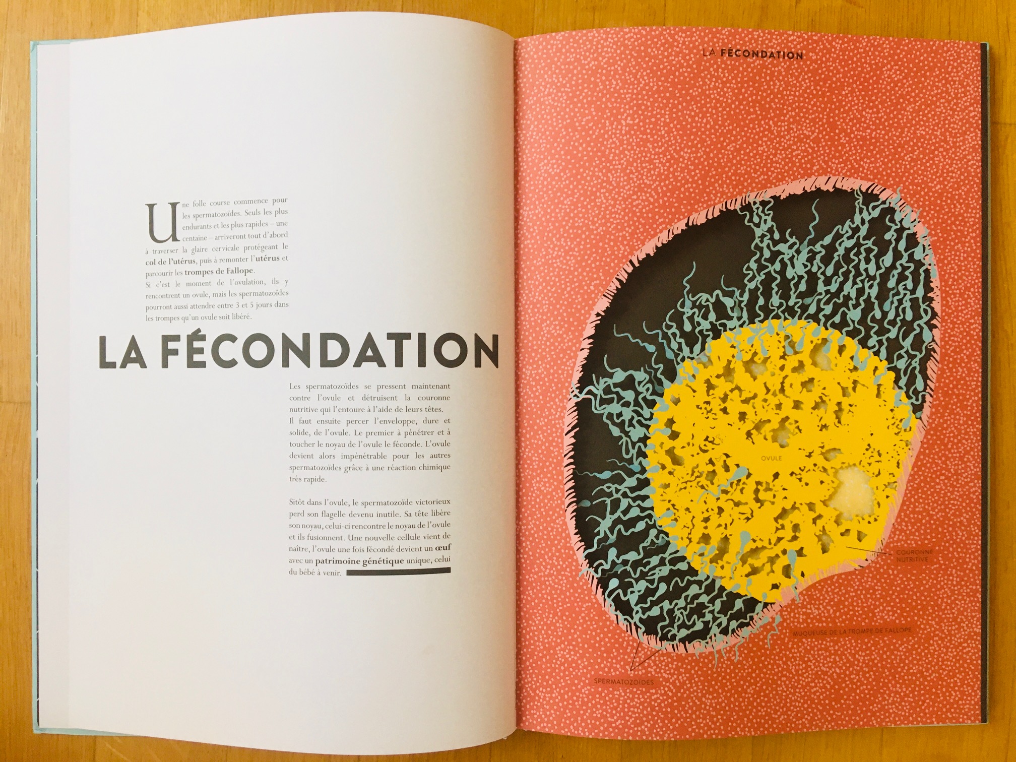 Naissance, de Hélène Druvert (avec la collaboration de Jean-Claude ...